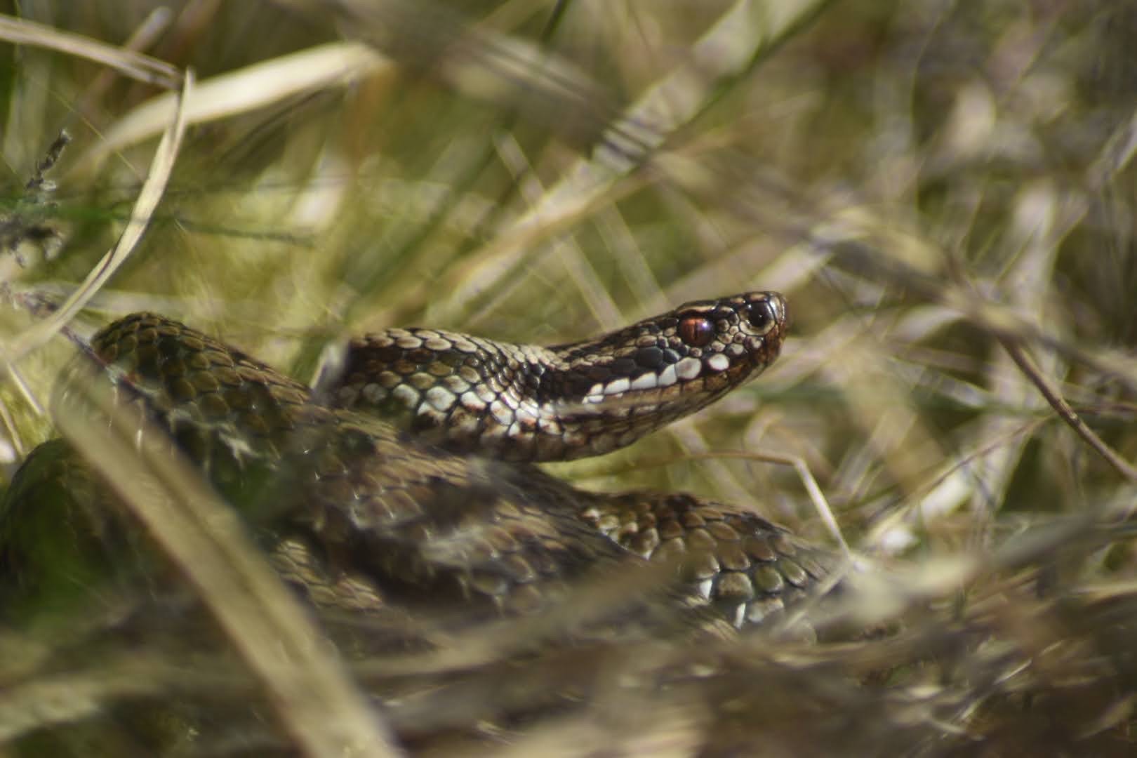 Vulnerable adders in Cannock Chase, School admission appeal panels ...